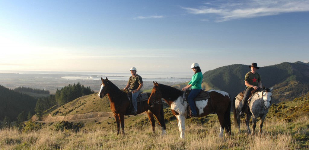Home - Stonehurst Farm Equestrian