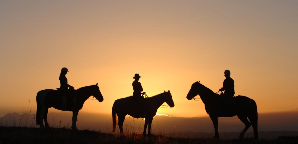 Home - Stonehurst Farm Equestrian
