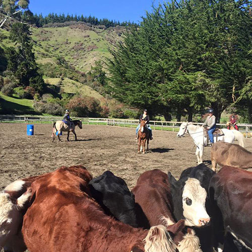 Spring is here... - Stonehurst Farm Equestrian